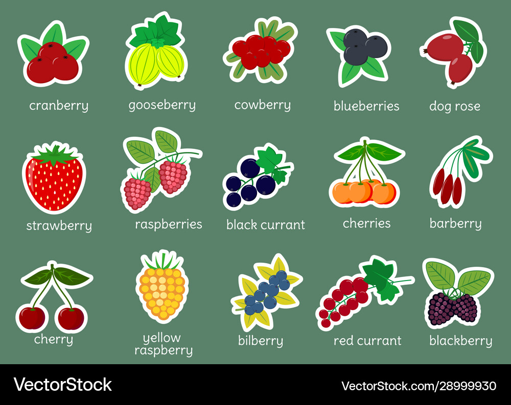 Sticker collection set ripe berries icon Vector Image
