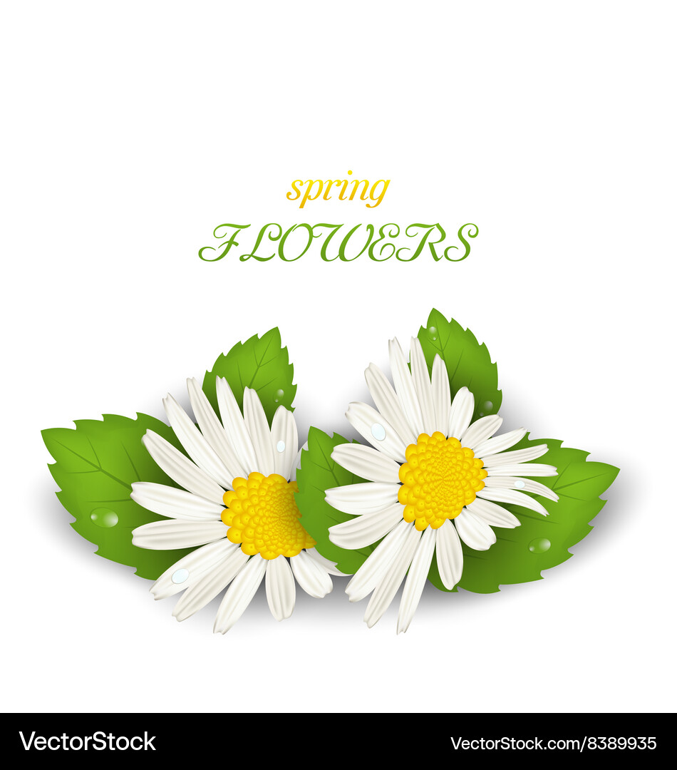 Camomile flowers with shadows on white background Vector Image