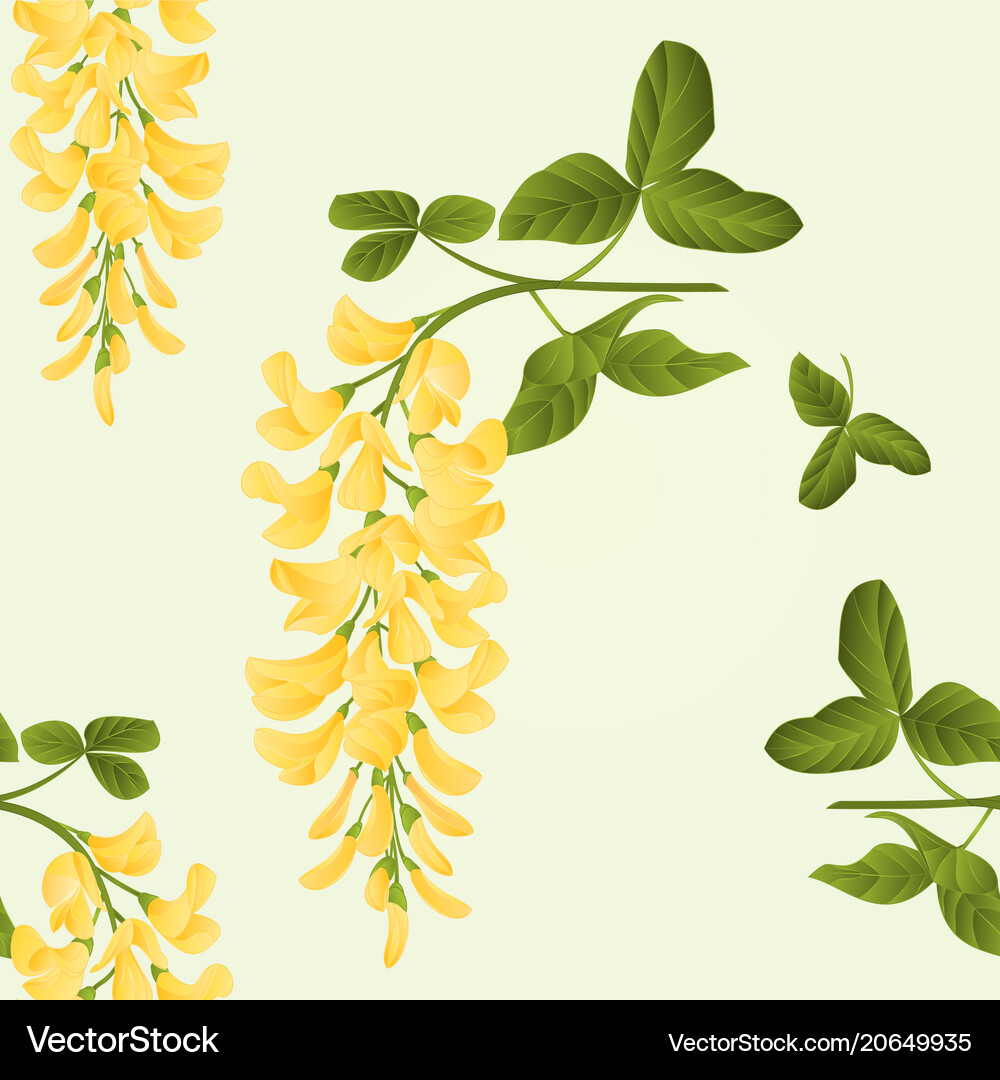 Seamless texture laburnum branch decorative shrub Vector Image