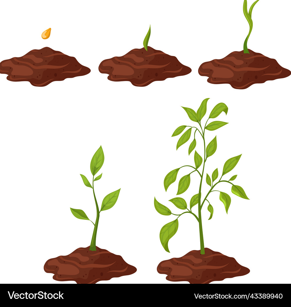 Plant gtowth cartoon Royalty Free Vector Image