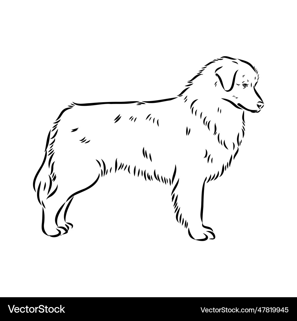Isolated one single australian shepherd dog head Vector Image