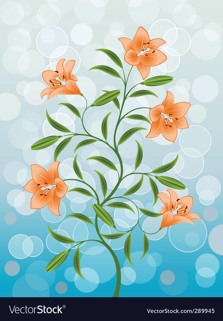 Lily Royalty Free Vector Image - VectorStock