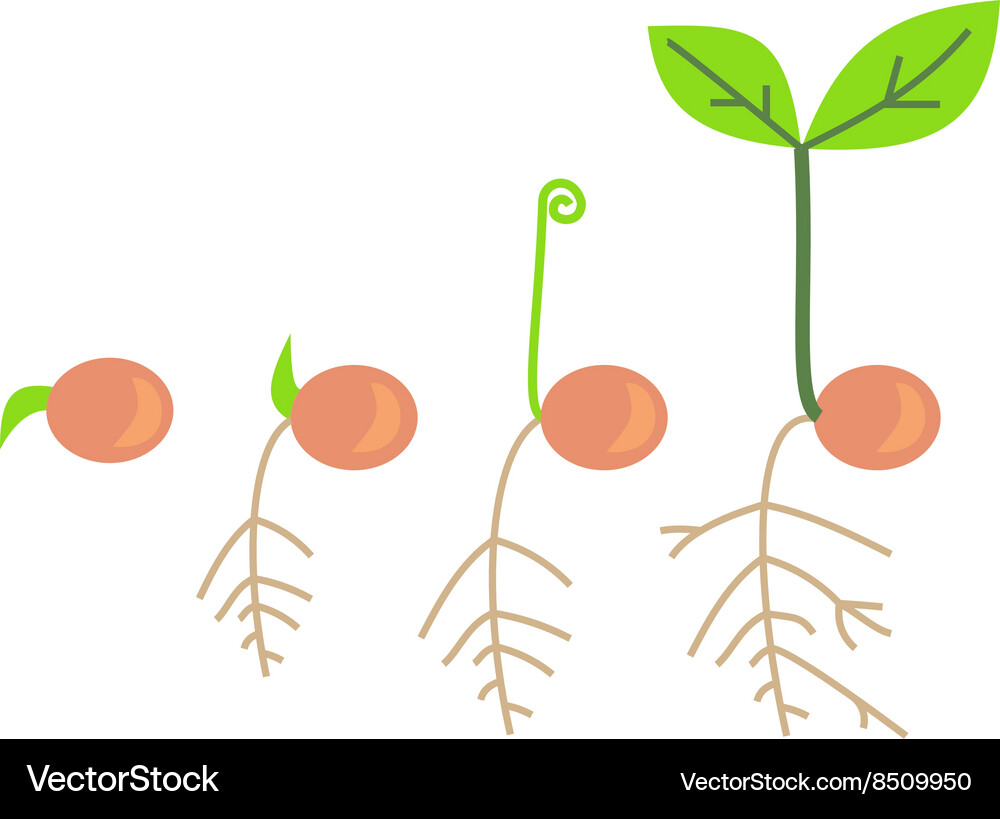Timeline infographic of planting tree process Vector Image