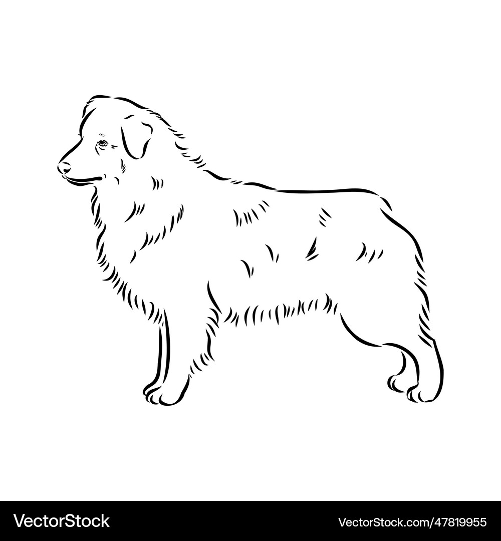 Isolated one single australian shepherd dog head Vector Image