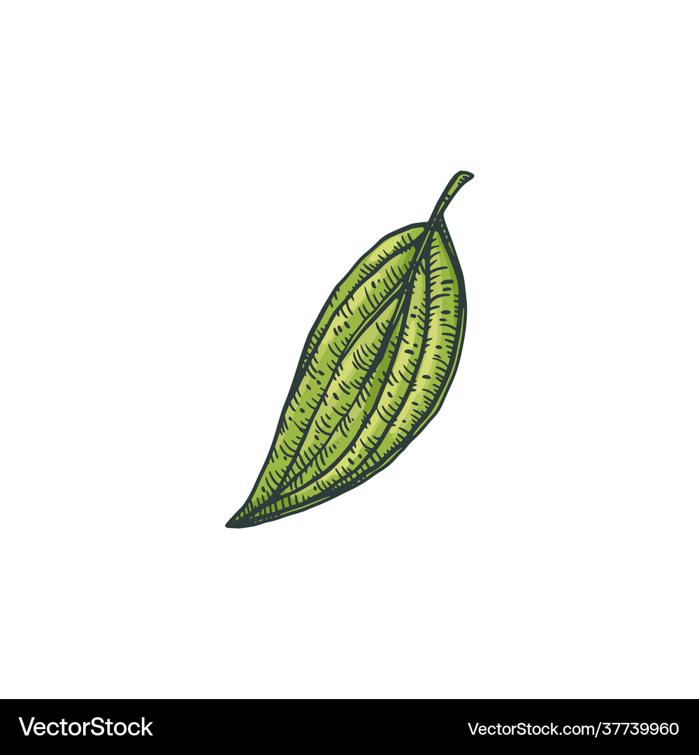 Fresh green leaf pepper plant engraving Royalty Free Vector
