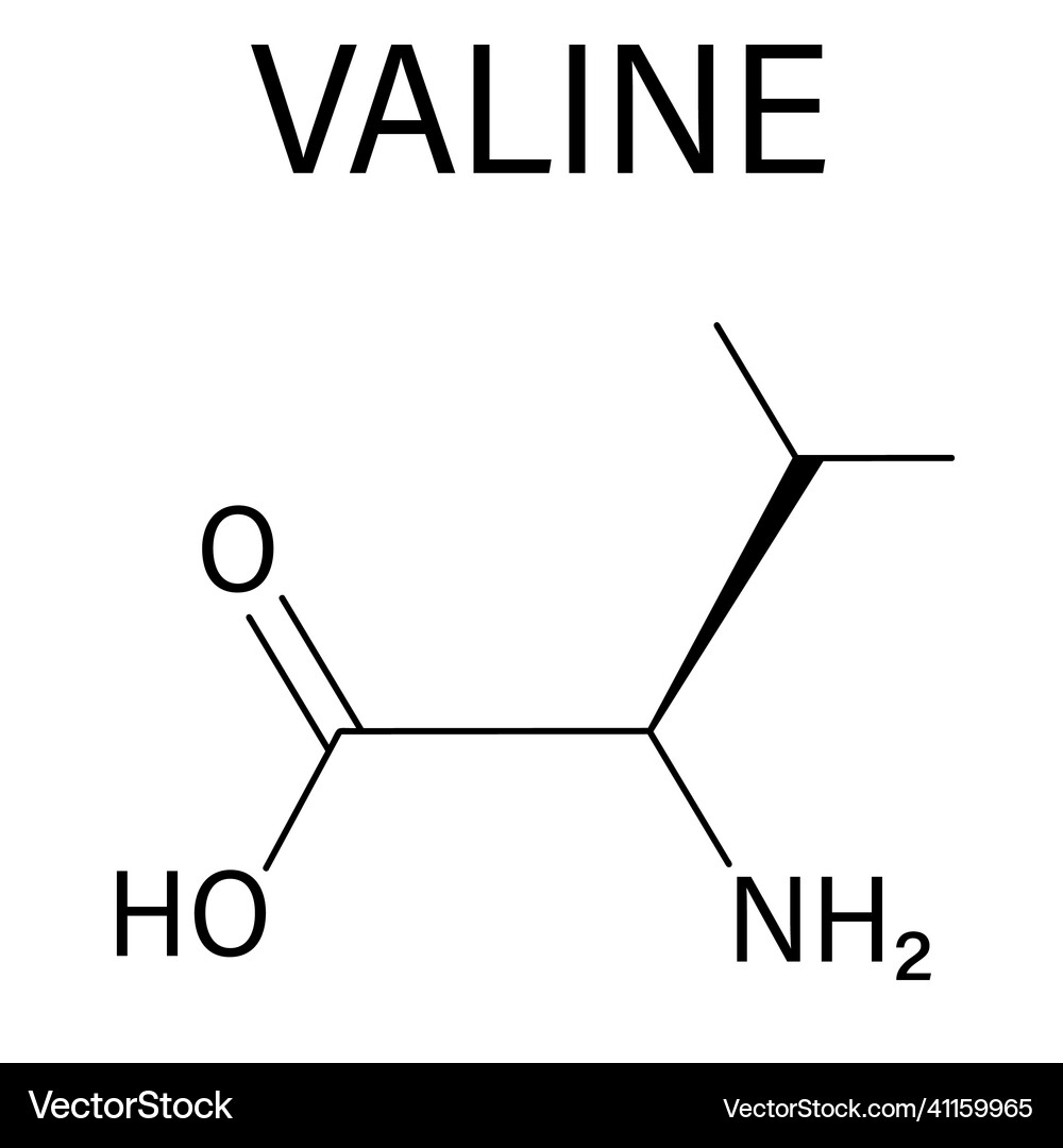 Valine amino acid molecule skeletal formula Vector Image