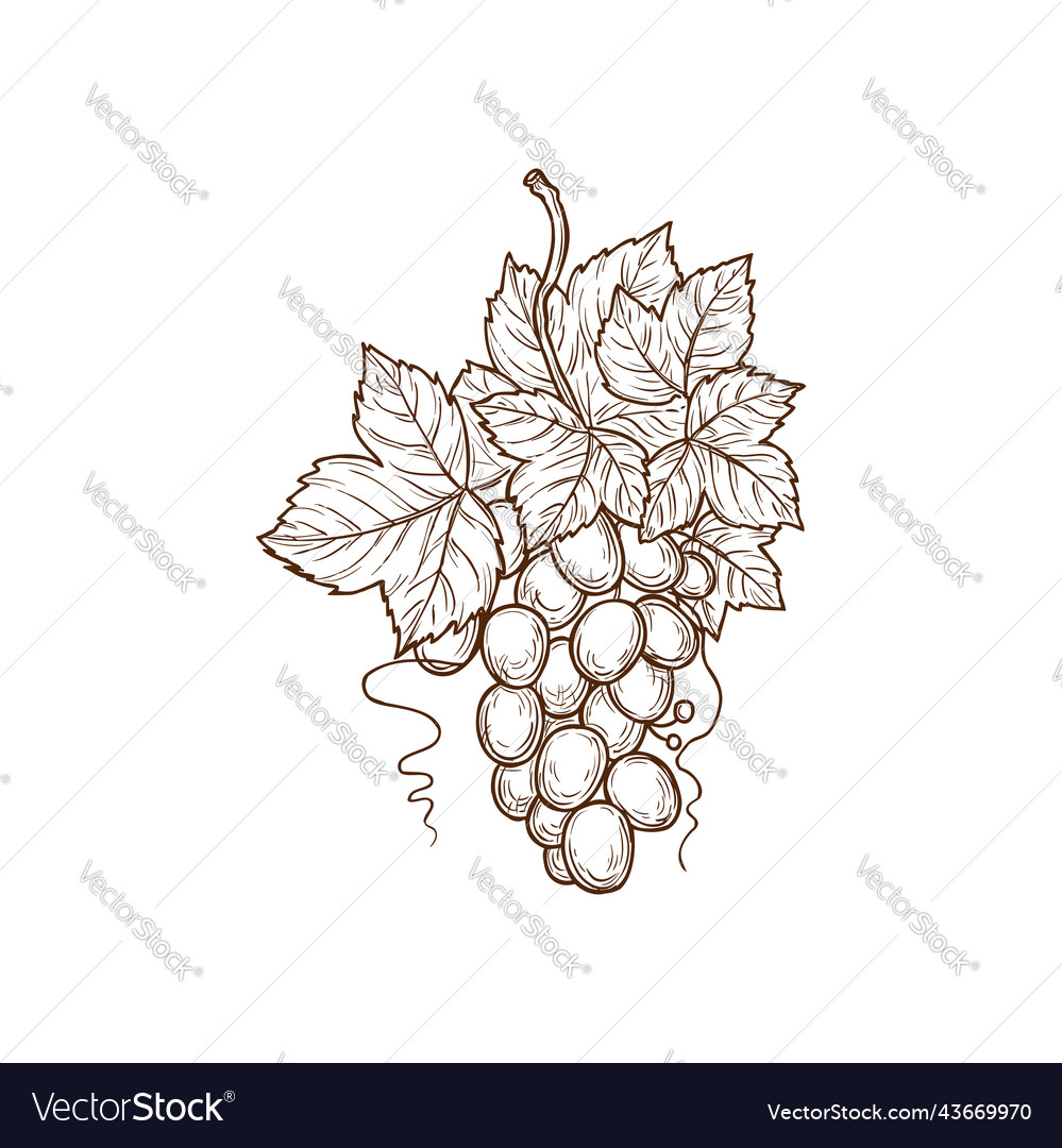 Bunch of grapes leaves isolated hand drawn sketch Vector Image