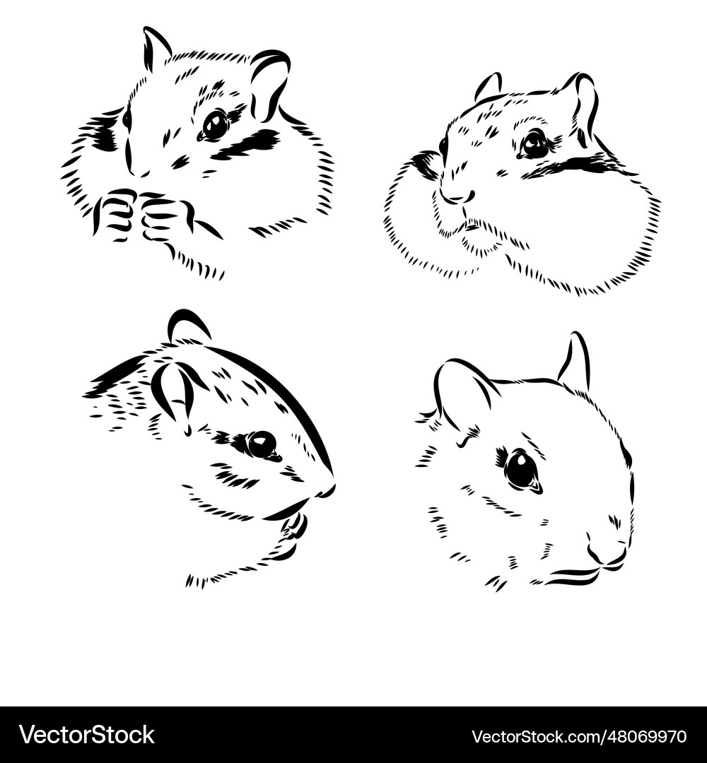 Chipmunk in doodle style isolated on a white Vector Image
