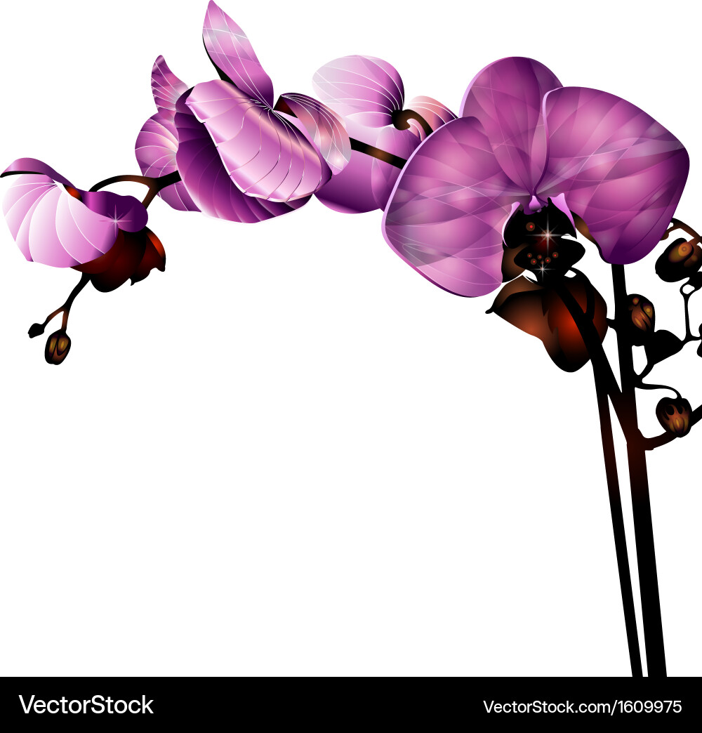 Orchid flower label with space for your message Vector Image