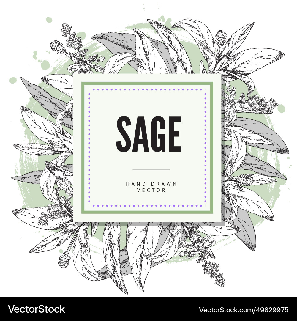 Sage herb hand drawn card or label engraving Vector Image