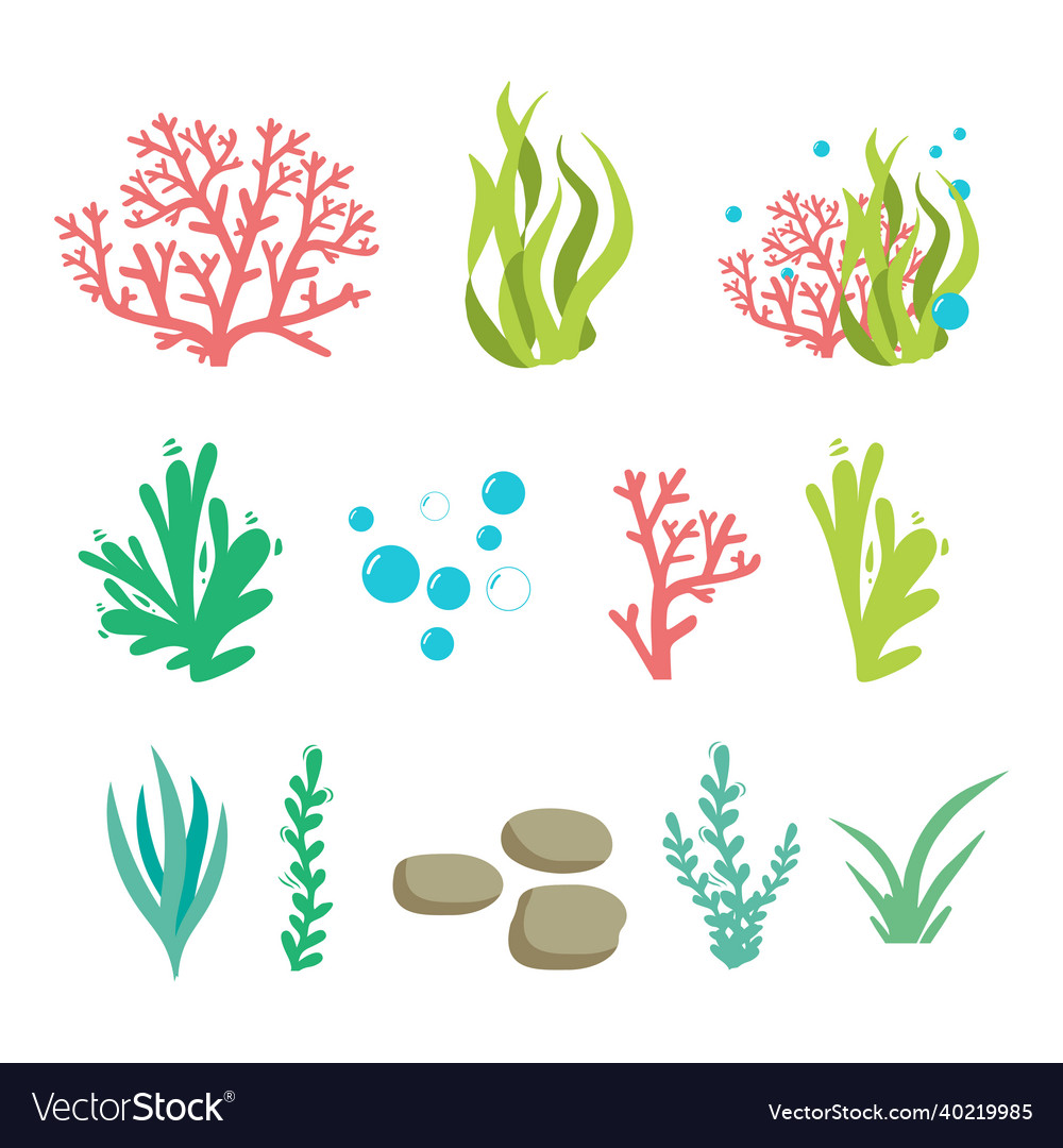 Algae Royalty Free Vector Image - VectorStock