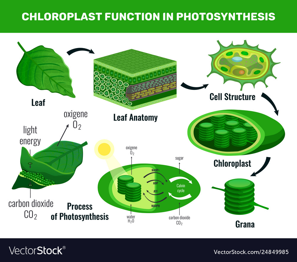 Chloroplast Photosynthesis Infographic Elements Vector Image