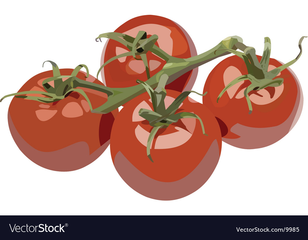 Tomato Royalty Free Vector Image - VectorStock