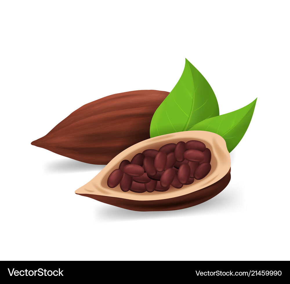 Realistic detailed 3d dry cocoa pods Royalty Free Vector