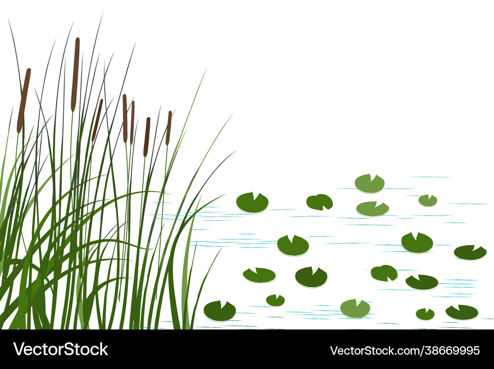 Hand drawing sketch with reeds Royalty Free Vector Image