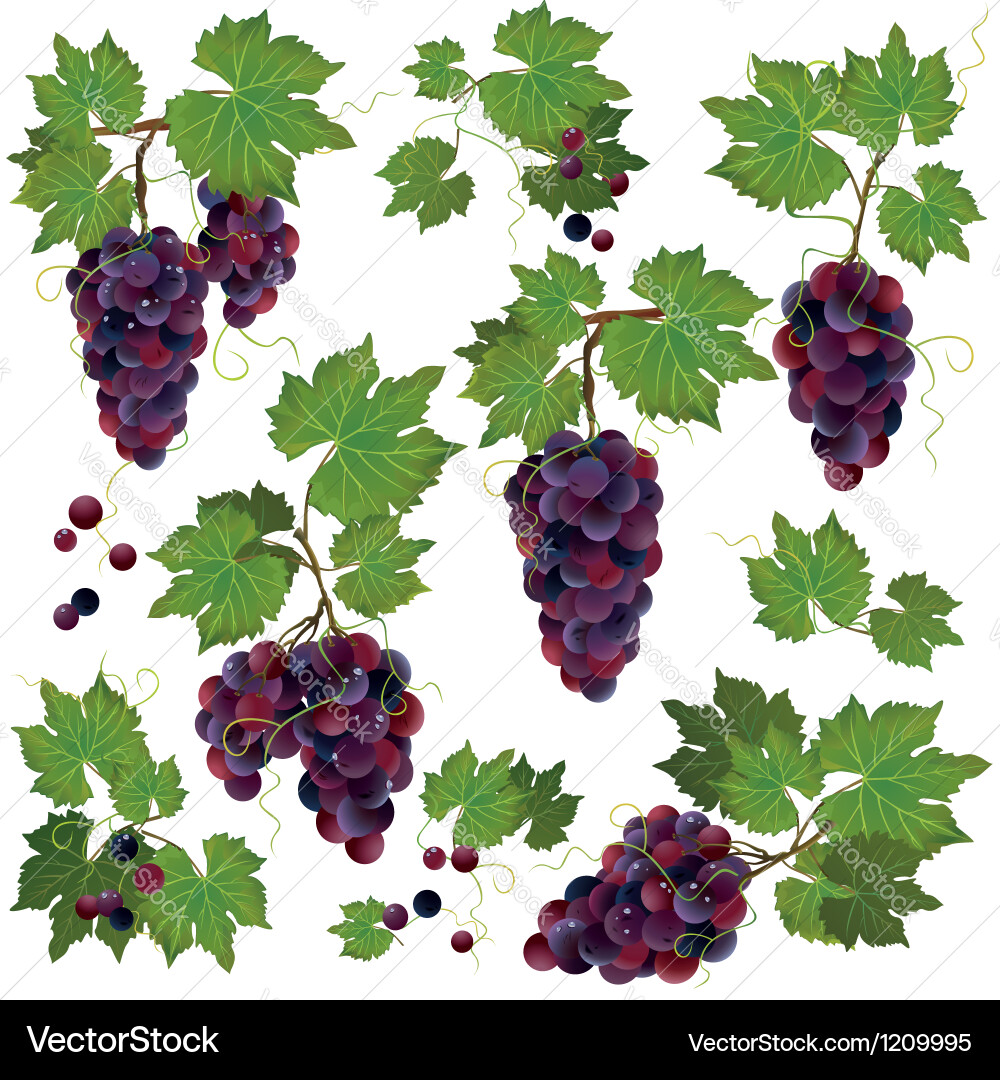 Set of black grape isolated on white background Vector Image