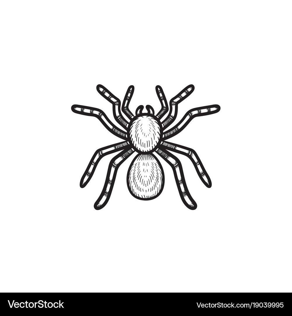 Spider tarantula hand drawn sketch icon Royalty Free Vector