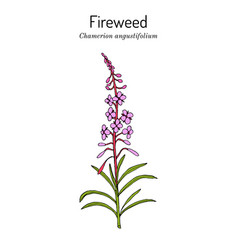 Fireweed Vector Images (over 130)