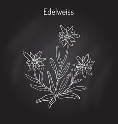 Edelweiss seamless pattern Royalty Free Vector Image