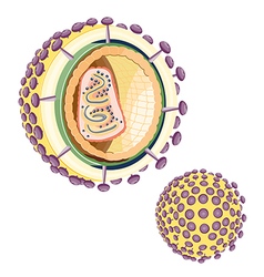 Diagram hiv virus particle structure Royalty Free Vector