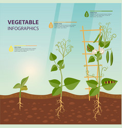 Infographic or infochart potato growth stages Vector Image