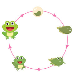 Cartoon frog Royalty Free Vector Image - VectorStock