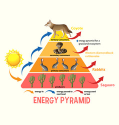 Science simplified ecological pyramid Royalty Free Vector