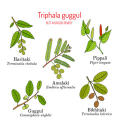 Best ayurvedic herbal remedy formulation triphala Vector Image