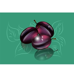Plums Royalty Free Vector Image - VectorStock