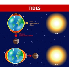 Tides Royalty Free Vector Image - VectorStock
