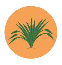 Pandanus Leaf Vector Images (51)