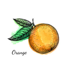 Orange hand drawn watercolor on a white background