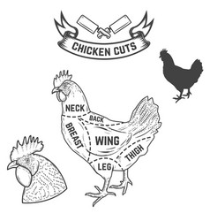 Diagram showing body part chicken Royalty Free Vector Image
