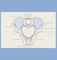 Anatomy of the second cervical vertebra axis c2 Vector Image