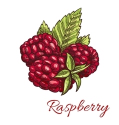 Realistic isolated ripe raspberry with leaves Vector Image