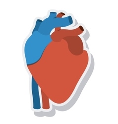 Human heart anatomy isolated icon design Vector Image