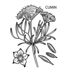 Cumin Vector Images (over 1,100)