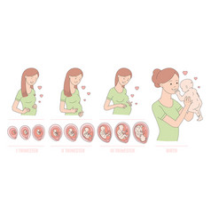 Embryo development month stages Royalty Free Vector Image