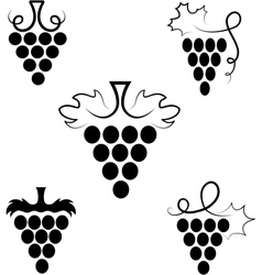 Grapevine growth infographic elements isolated Vector Image