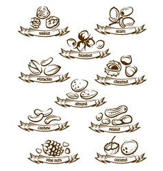 Nuts icons set Royalty Free Vector Image - VectorStock