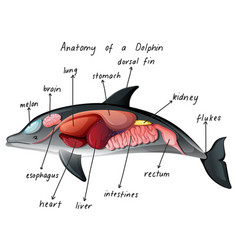 Diagram showing parts of dolphin Royalty Free Vector Image