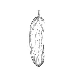 Gherkin Vector Images (over 500)