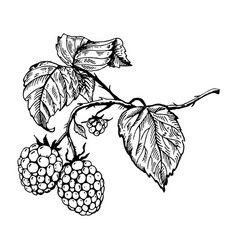 Engraving raspberry retro Royalty Free Vector Image