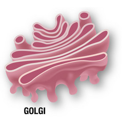 Golgi Vector Images (over 140)