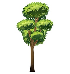 A tall old tree Royalty Free Vector Image - VectorStock