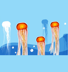 Diagram showing life cycle jellyfish Royalty Free Vector