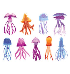 Diagram showing life cycle jellyfish Royalty Free Vector