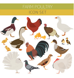 Poultry farming chicken turkey duck goose family Vector Image
