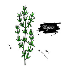 Thyme drawing set Isolated thyme plant and Vector Image