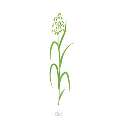 Oat plant avena sativa bunch orange ripe Vector Image